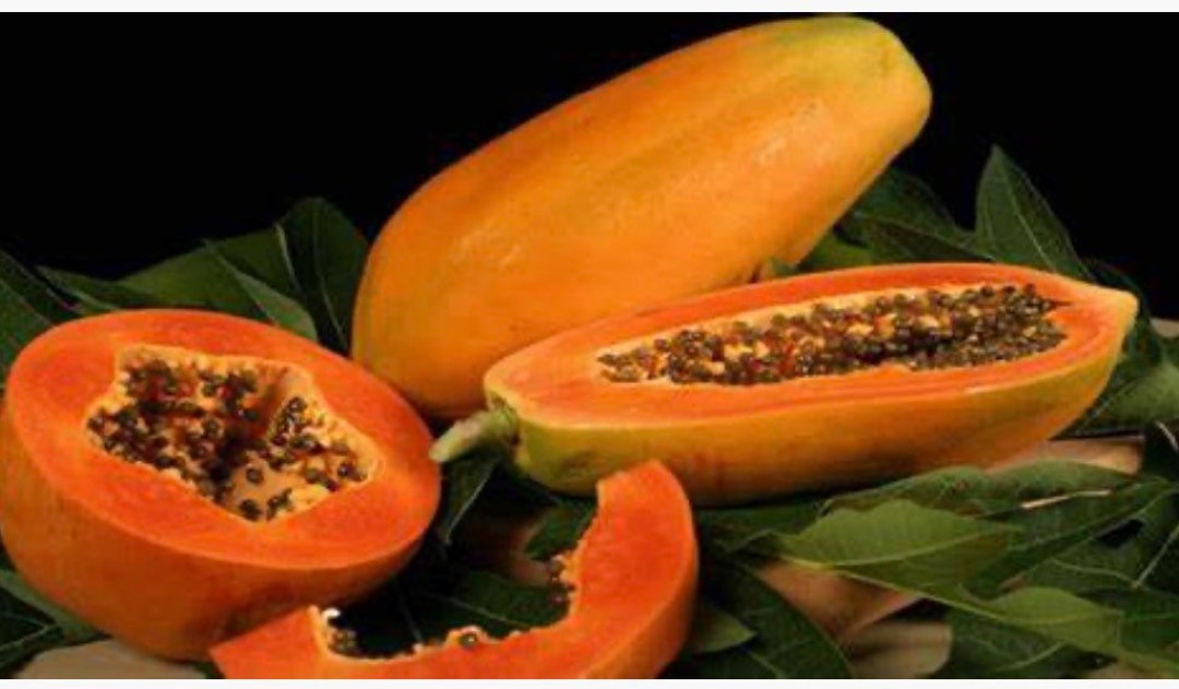 Papaya Red Lady 2 Gallon Established Tree - Etsy