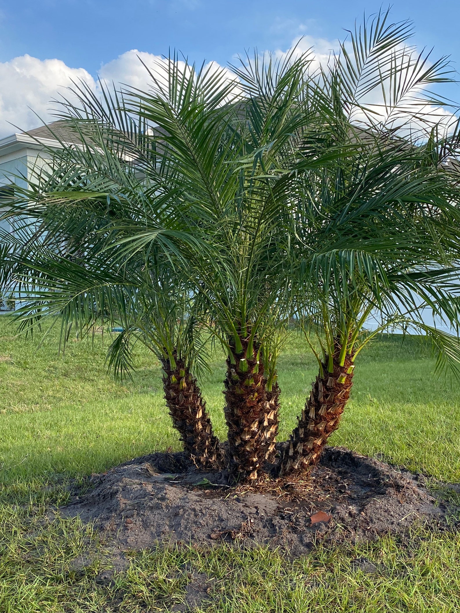 Pygmy Date Palm, Robillini Palm, Dwarf Palm. Established 3 Gallon ... Pygmy Date Palm, Robillini Palm, Dwarf Palm. Established 3 Gallon ...