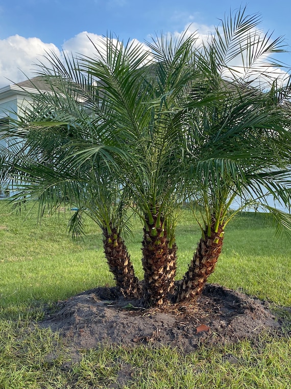 Pygmy Date Palm Robillini Palm Dwarf Palm. Established 3 Gallon Triple Palm Etsy