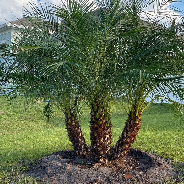 Pygmy Date Palm Tree Plant - Etsy