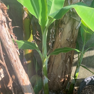 Misi Luki Bananna Tree , Dessert Bananna Fruit Bearing, Tropical Exotic ...