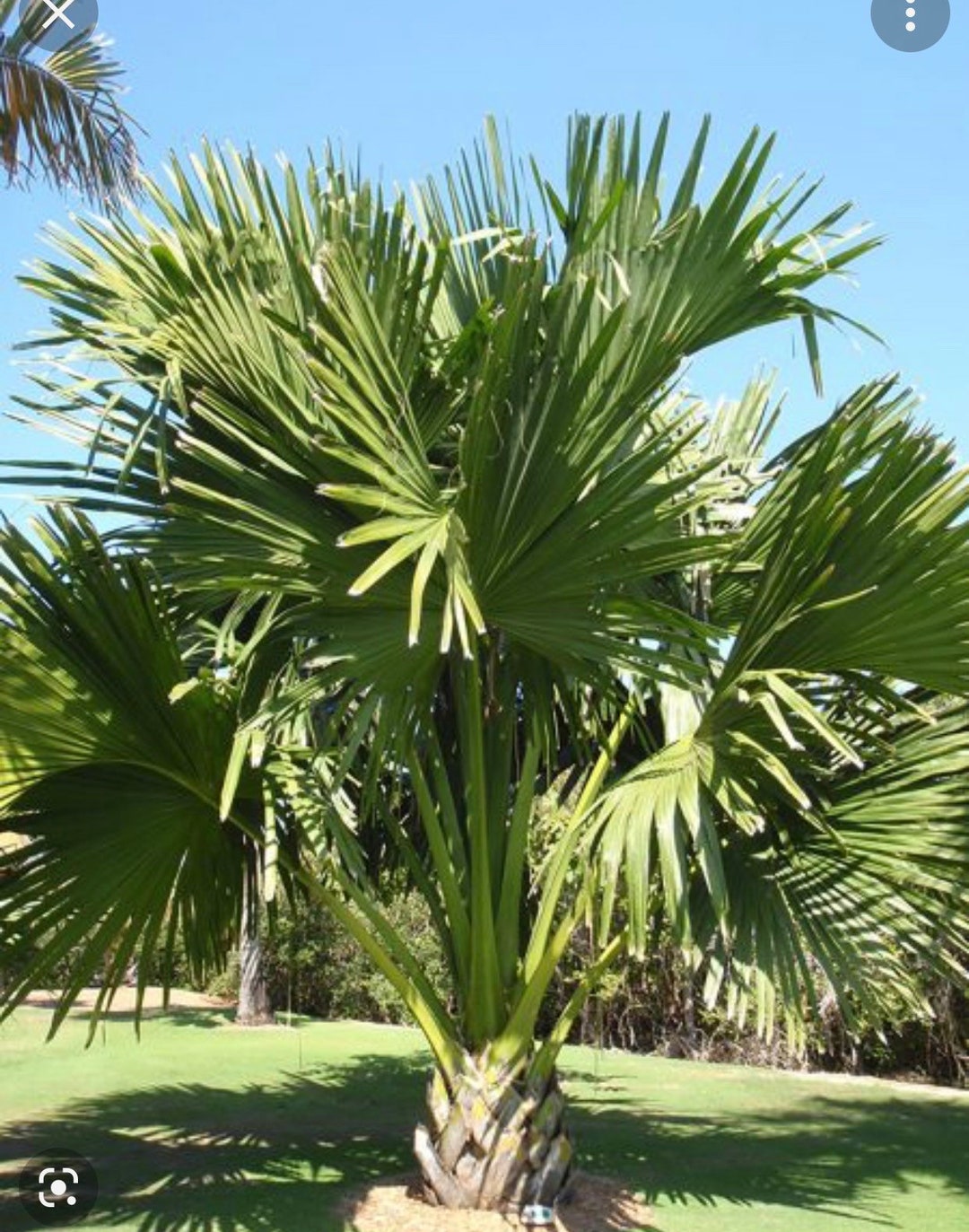 Corypha Umbraculifera , Talipot Palm , Exotic. Extremely Rare, Large ...