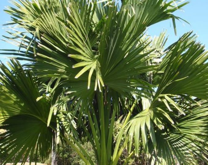Corypha Umbraculifera , Talipot Palm , Exotic. Extremely Rare, Large ...