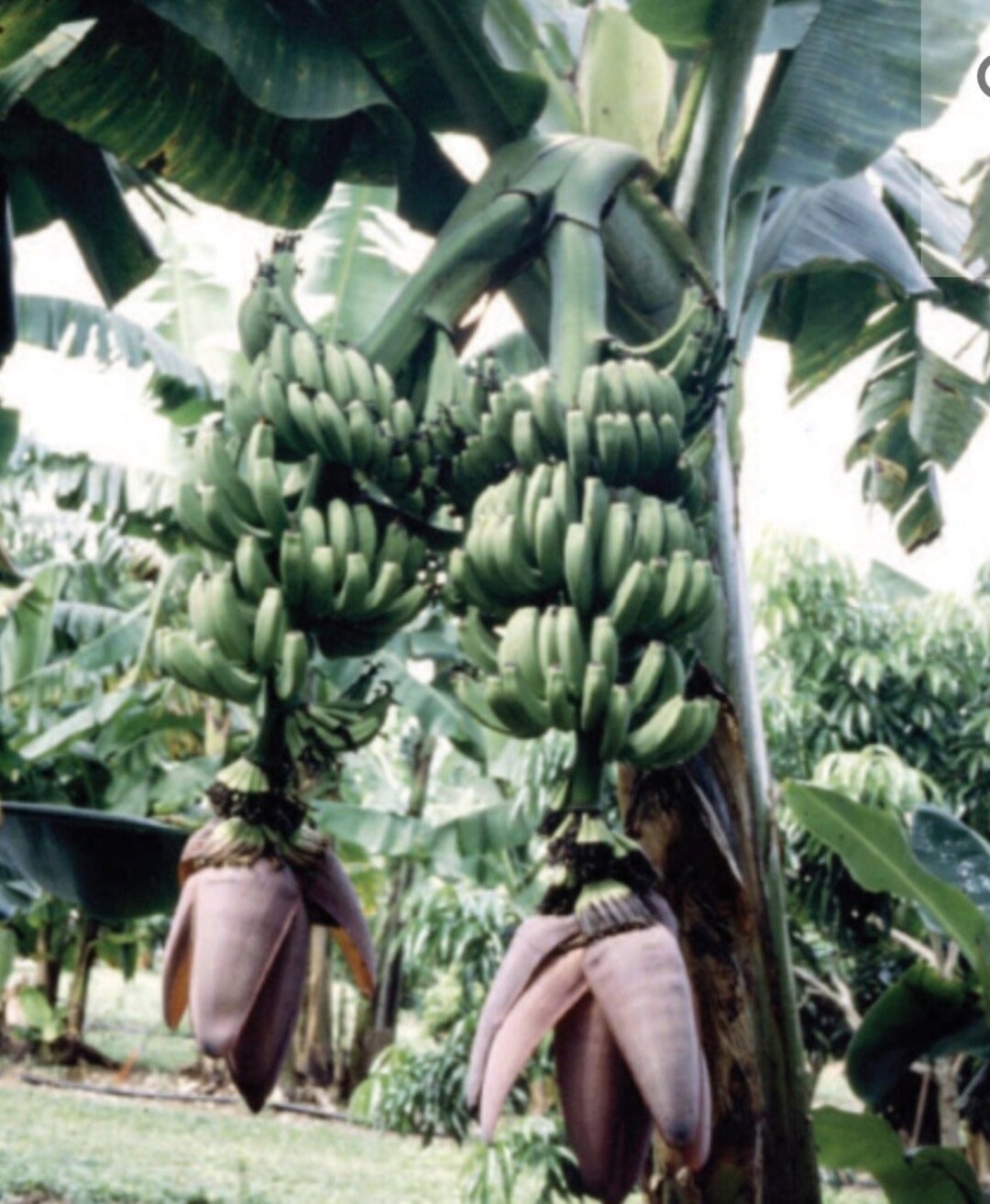 Double ‘ Mahoi’ Bananna Plant ( Free Shipping) Rare Exotic - Etsy