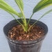 Corypha Umbraculifera , Talipot Palm , Exotic. Extremely Rare, Large ...