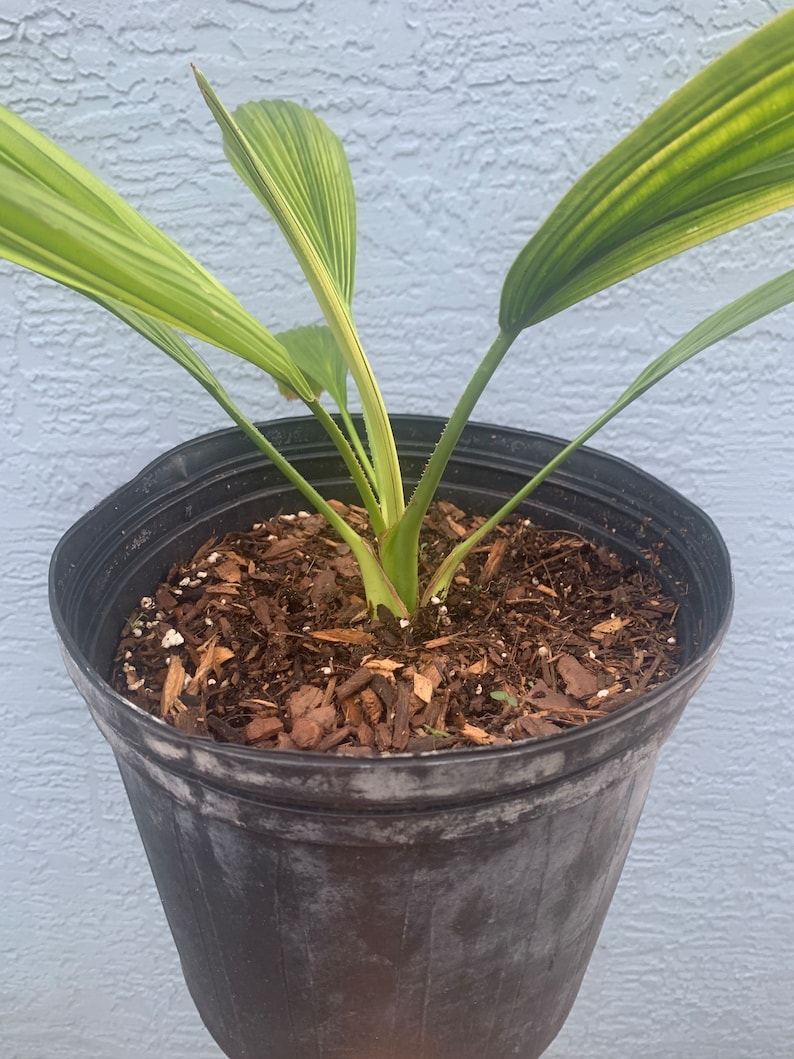 Corypha Umbraculifera Talipot Palm Exotic. Extremely Rare - Etsy