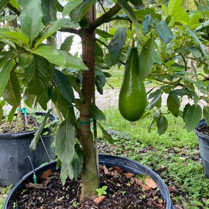 Avocado Tree “ Russel Avocado “ GRAFTED FREE SHIPPING - Etsy