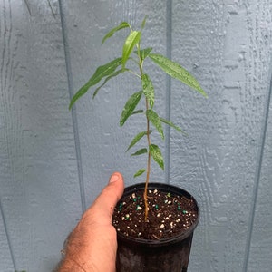 Mahogany Tree . BOGO Buy 1 Get 1, Shade Tree - Etsy UK