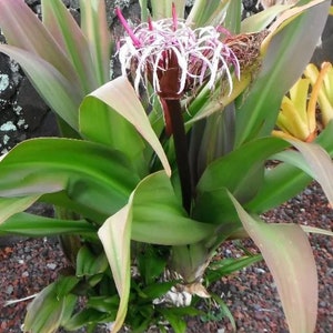 Queen Crinum Lilly Established Plant.. Either a Quart Size or 1 Gallon ...
