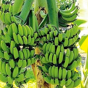 Double ‘ Mahoi’ Bananna Plant ( Free Shipping) Rare Exotic - Etsy
