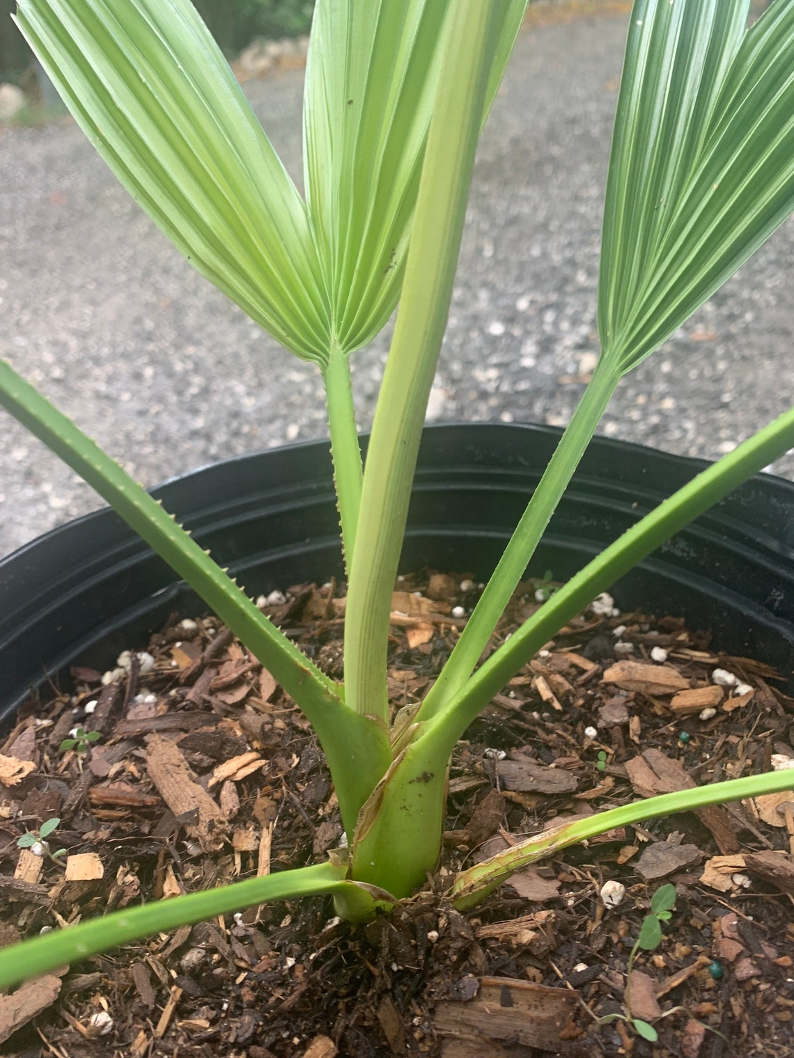 Corypha Umbraculifera Talipot Palm Exotic. Extremely Rare - Etsy