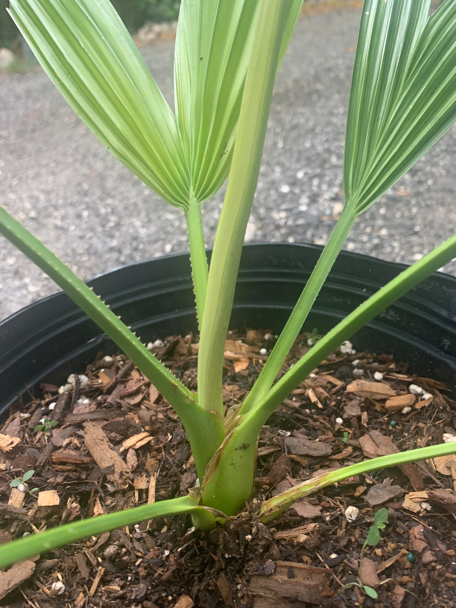 Corypha Umbraculifera Talipot Palm Exotic. Extremely Rare - Etsy