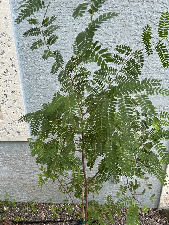 Tamarind Fruit Tree Tamarind(Grafted) Fruit Plants & Tree