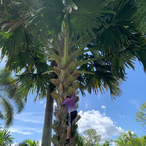 Corypha Umbraculifera , Talipot Palm , Exotic. Extremely Rare, Large ...