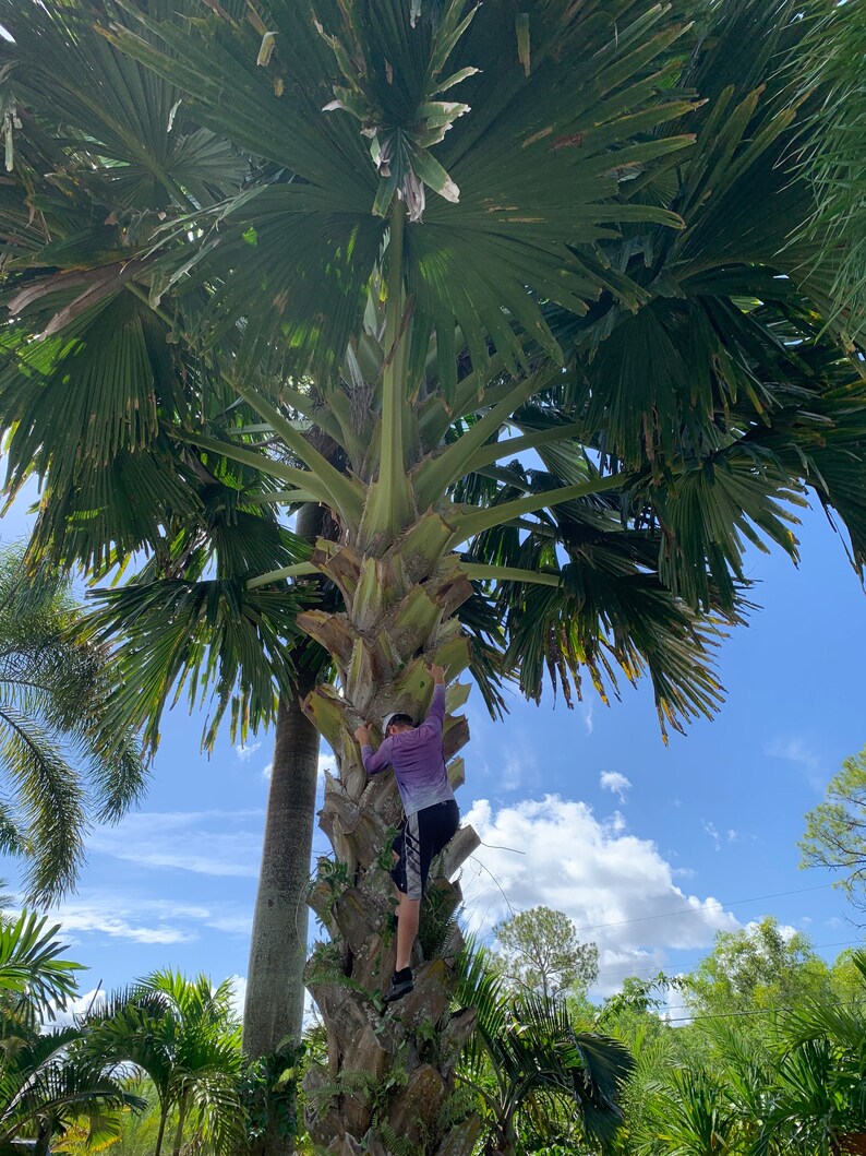 Corypha Umbraculifera Talipot Palm Exotic. Extremely Rare - Etsy