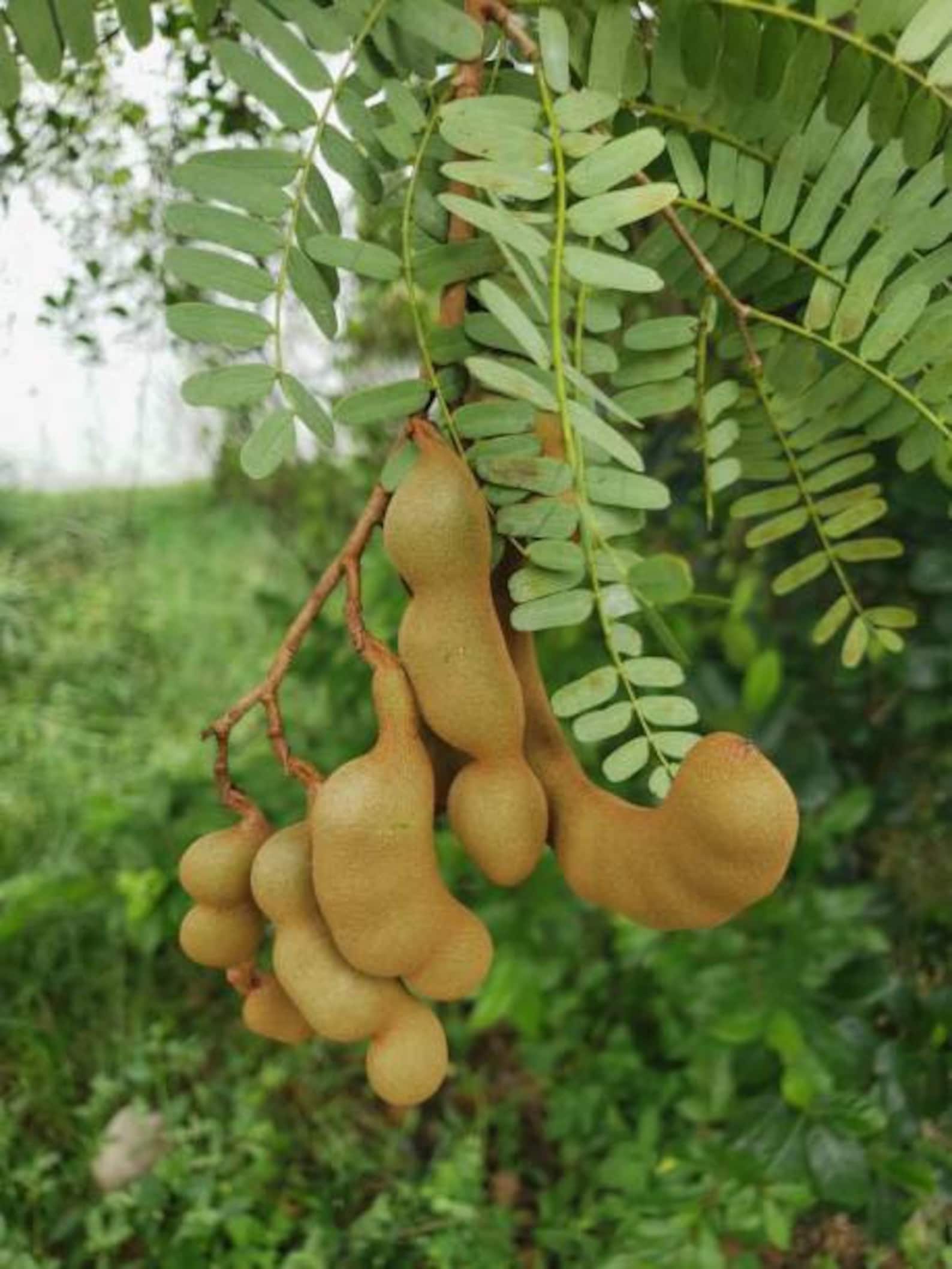 Árbol de tamarindo ESTABLECIDO 1 galón Árbol frutal orgánico - Etsy España