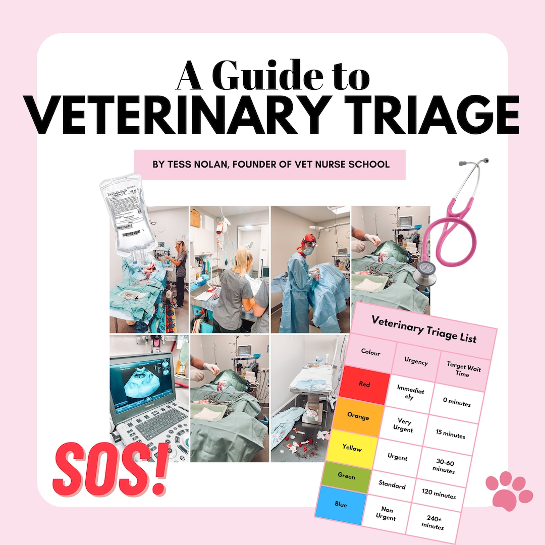 Veterinary Triage Guide - Etsy