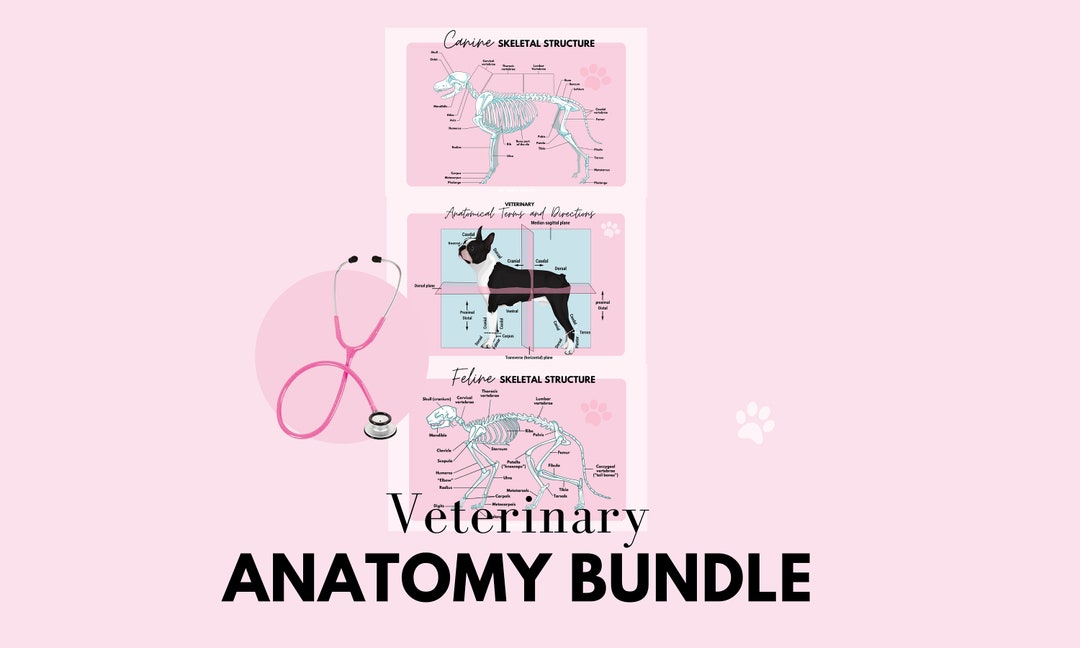 Vet Nurse Anatomy Bundle, Skeletal and Anatomical Directions - Etsy
