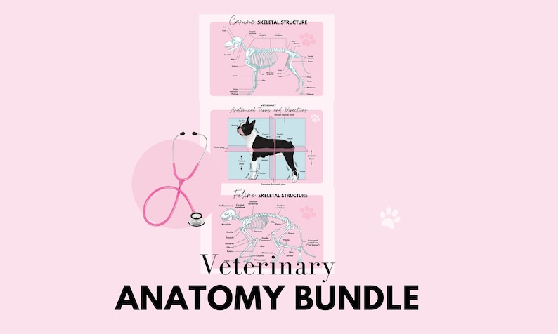 Vet Nurse Anatomy Bundle, Skeletal and Anatomical Directions - Etsy