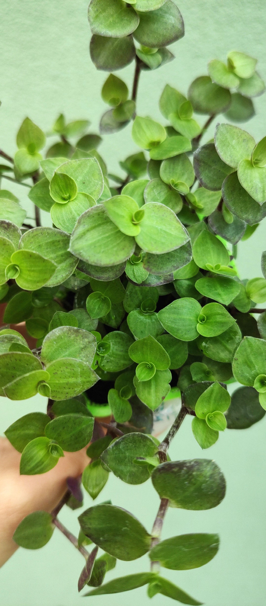 Callisia repens Tortue famille Tradescantia plante - Etsy France