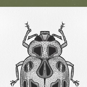 Spotted Lady Beetle, Letterpress Print - Etsy
