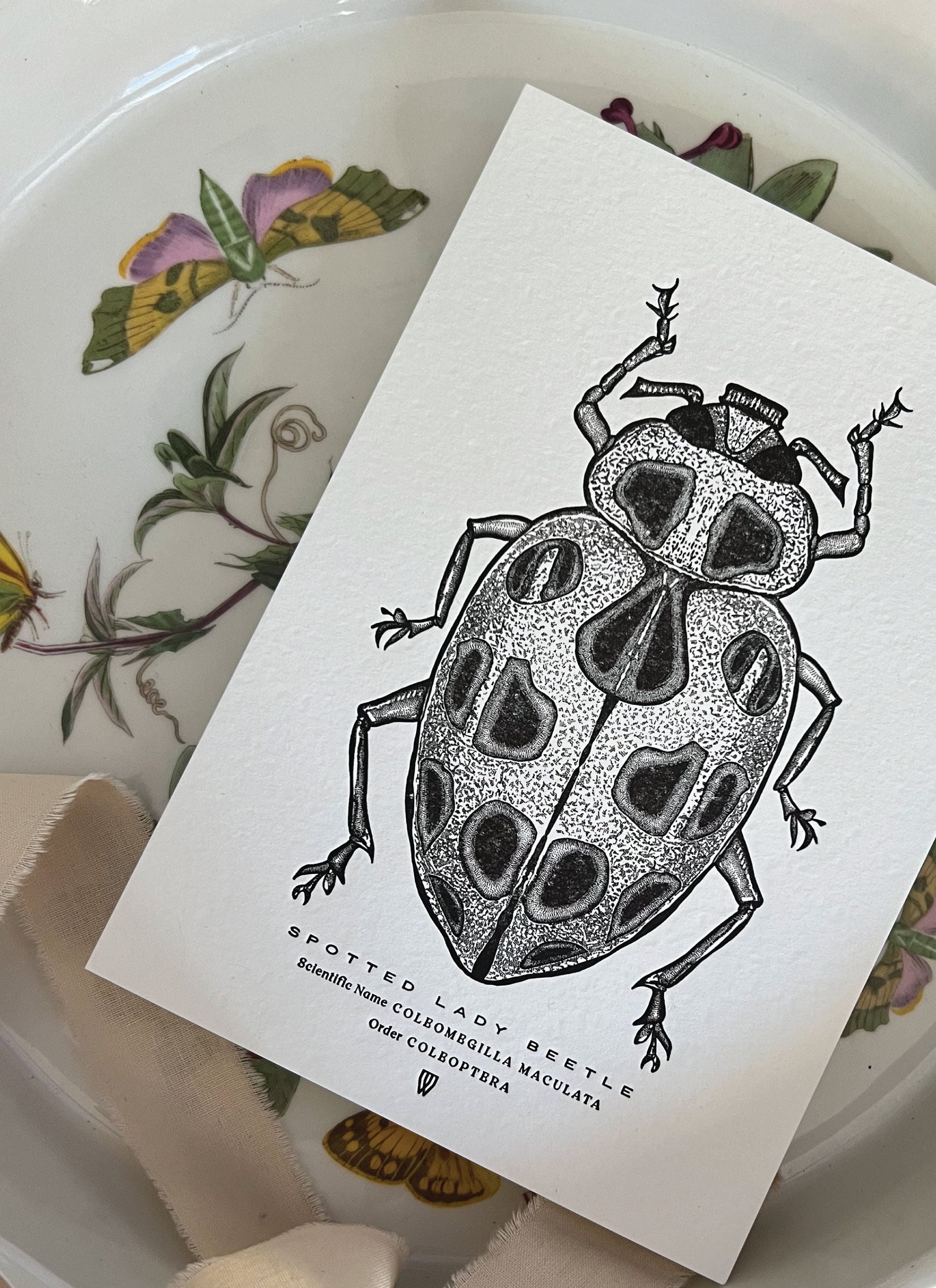 Spotted Lady Beetle, Letterpress Print - Etsy