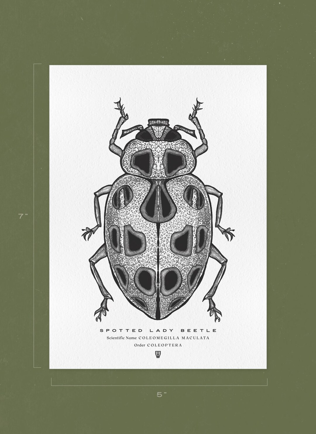 Spotted Lady Beetle, Letterpress Print - Etsy