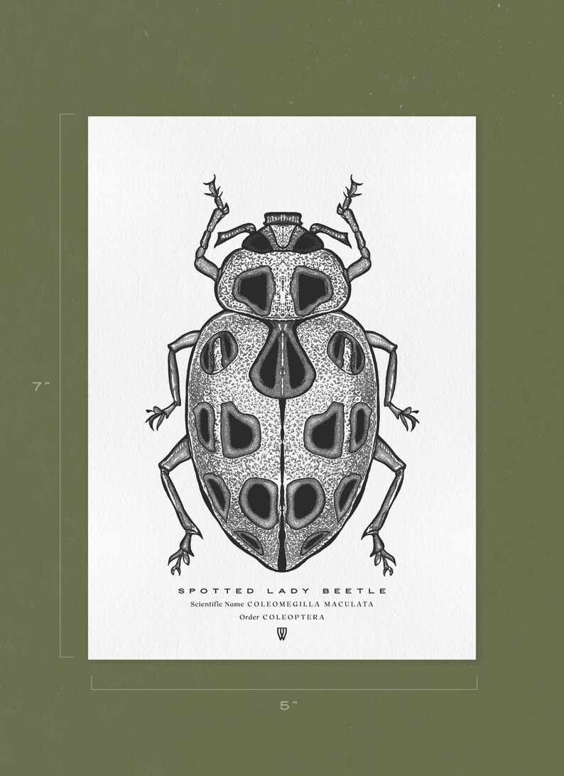 Spotted Lady Beetle, Letterpress Print - Etsy