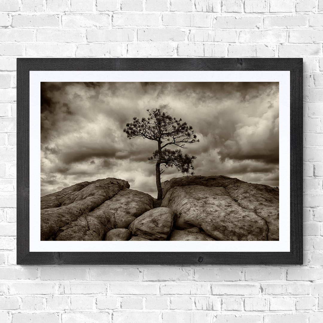 Malpais National Monument Pinon Tree Photography: Stormy Southwest Art ...
