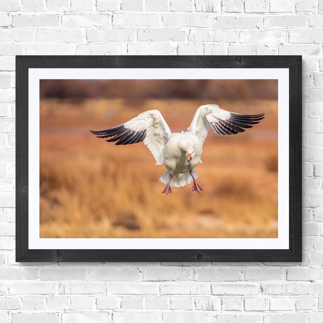 Snow Goose Landing at the Ladd S Gordon Waterfowl Complex New Mexico ...