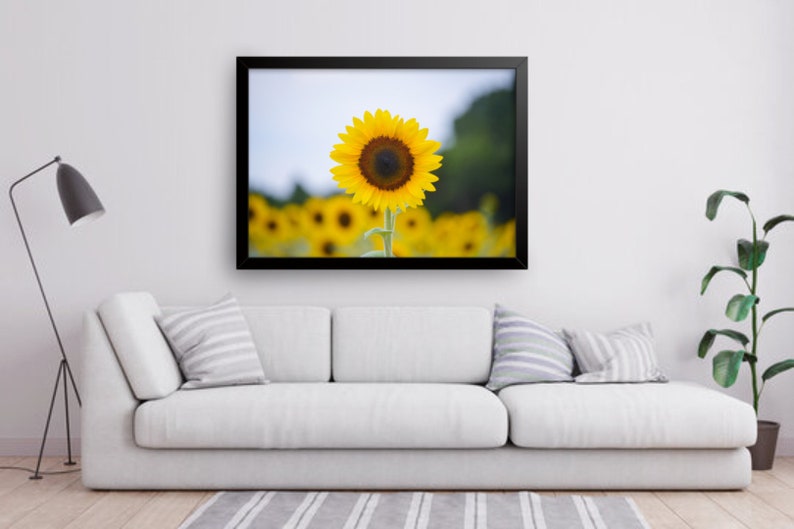 Nature Photography, Sunflower Field Digital Image, Flower Digital ...