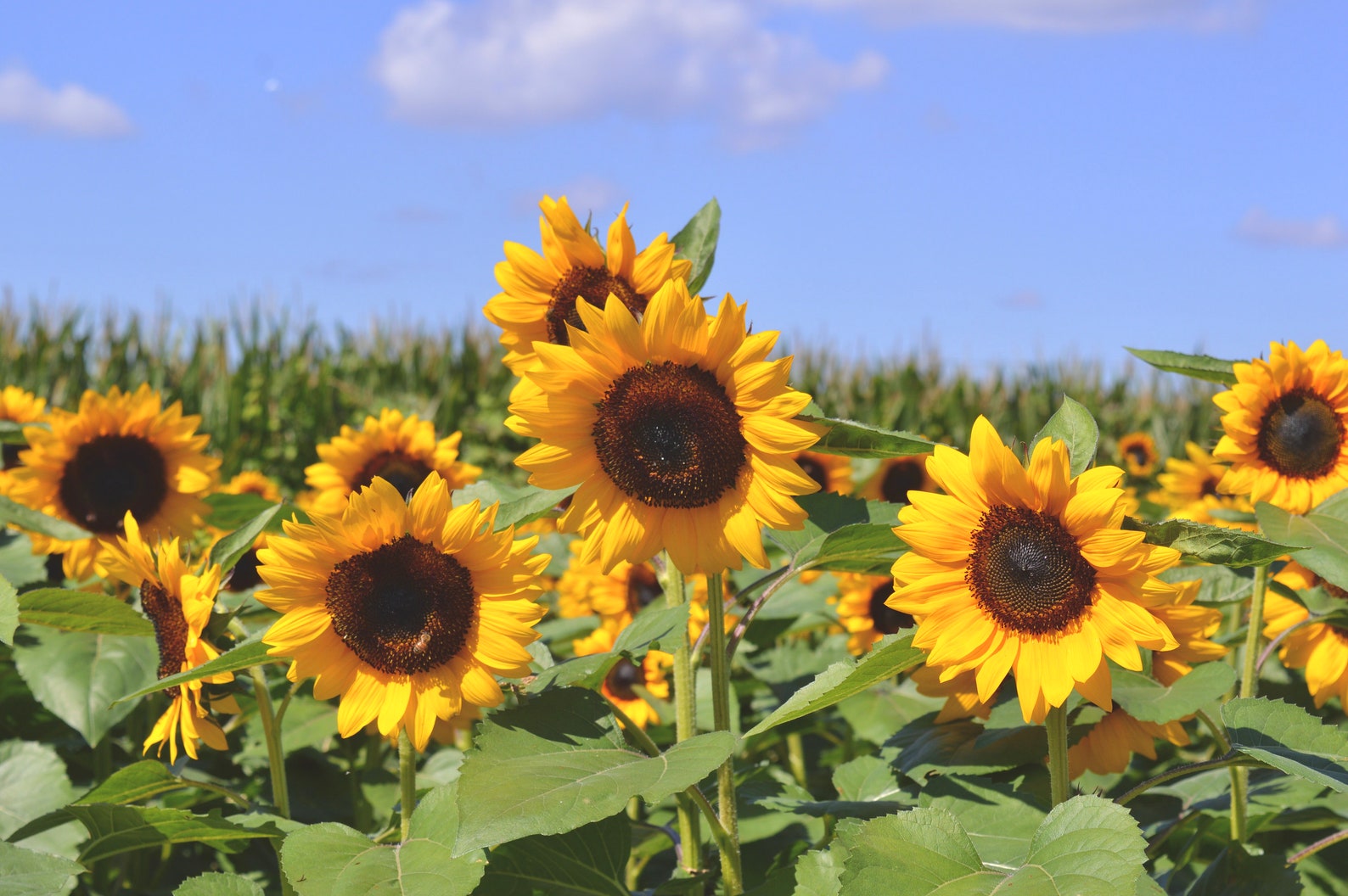 Vintage Sunflower Field Nature Photography, Digital Image Flower ...