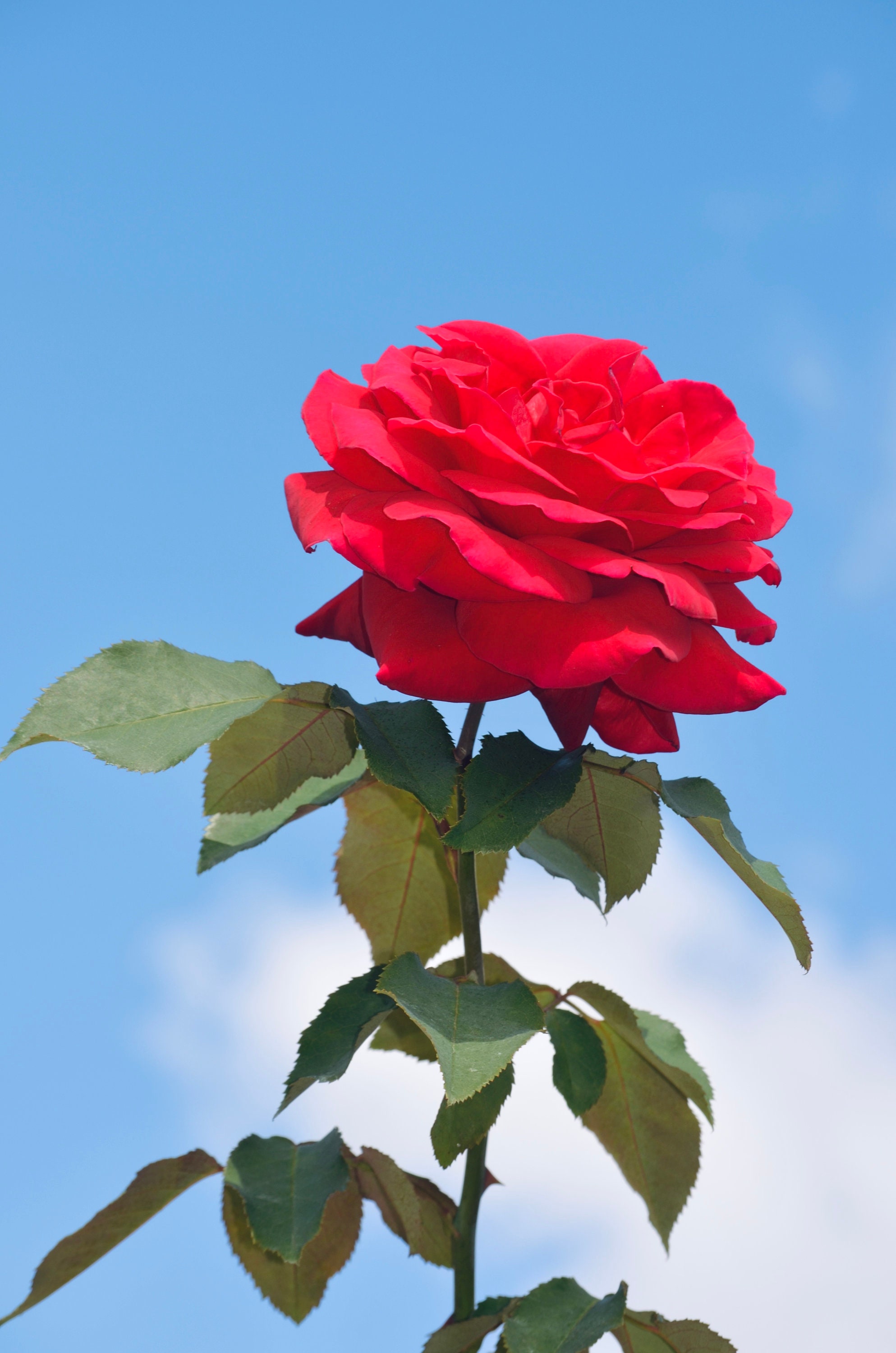 Nature Photography, Red Rose Digital Image, Flower Digital Download ...