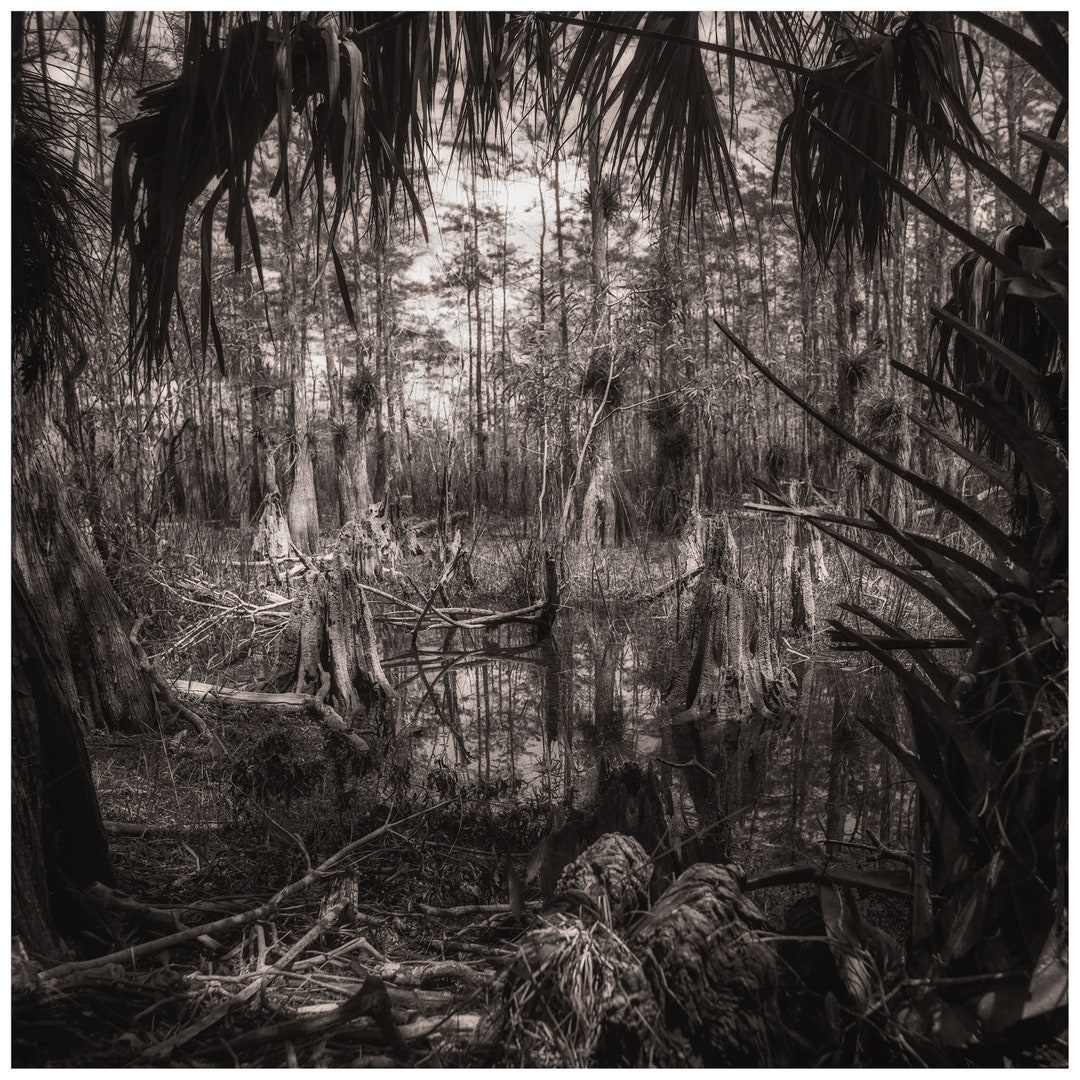 Deep in the Everglades National Park - Etsy