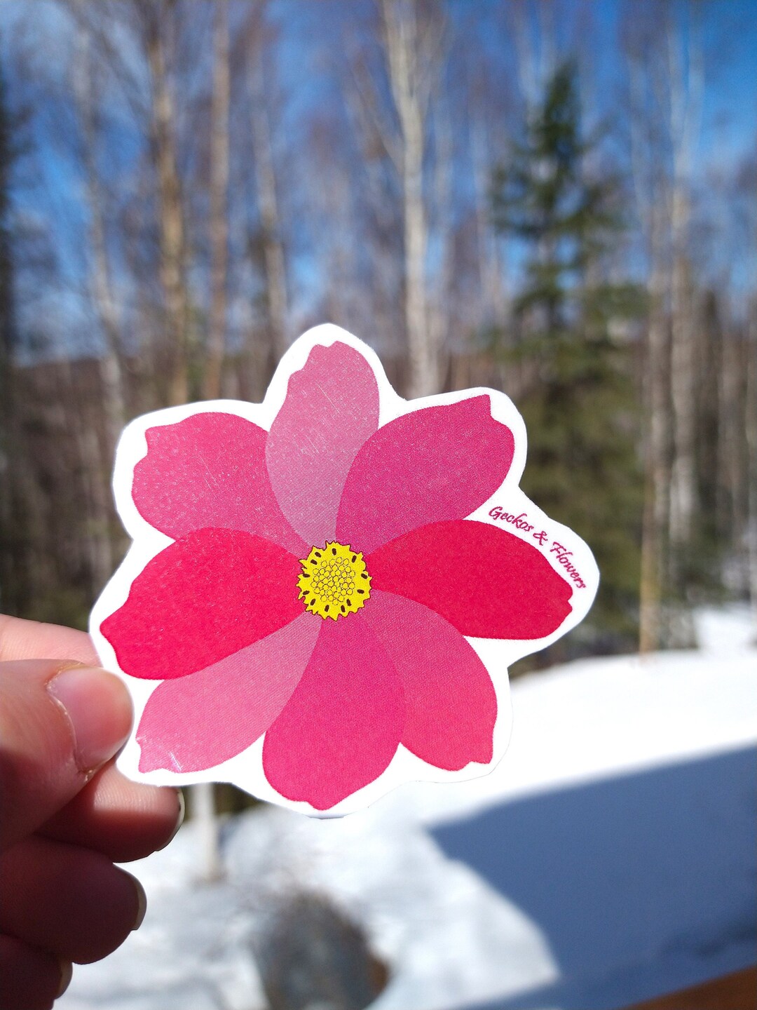 Cosmo Sticker, Pink Daisy, Wildflower, Vinyl Sticker, Cosmos, Hot Pink ...