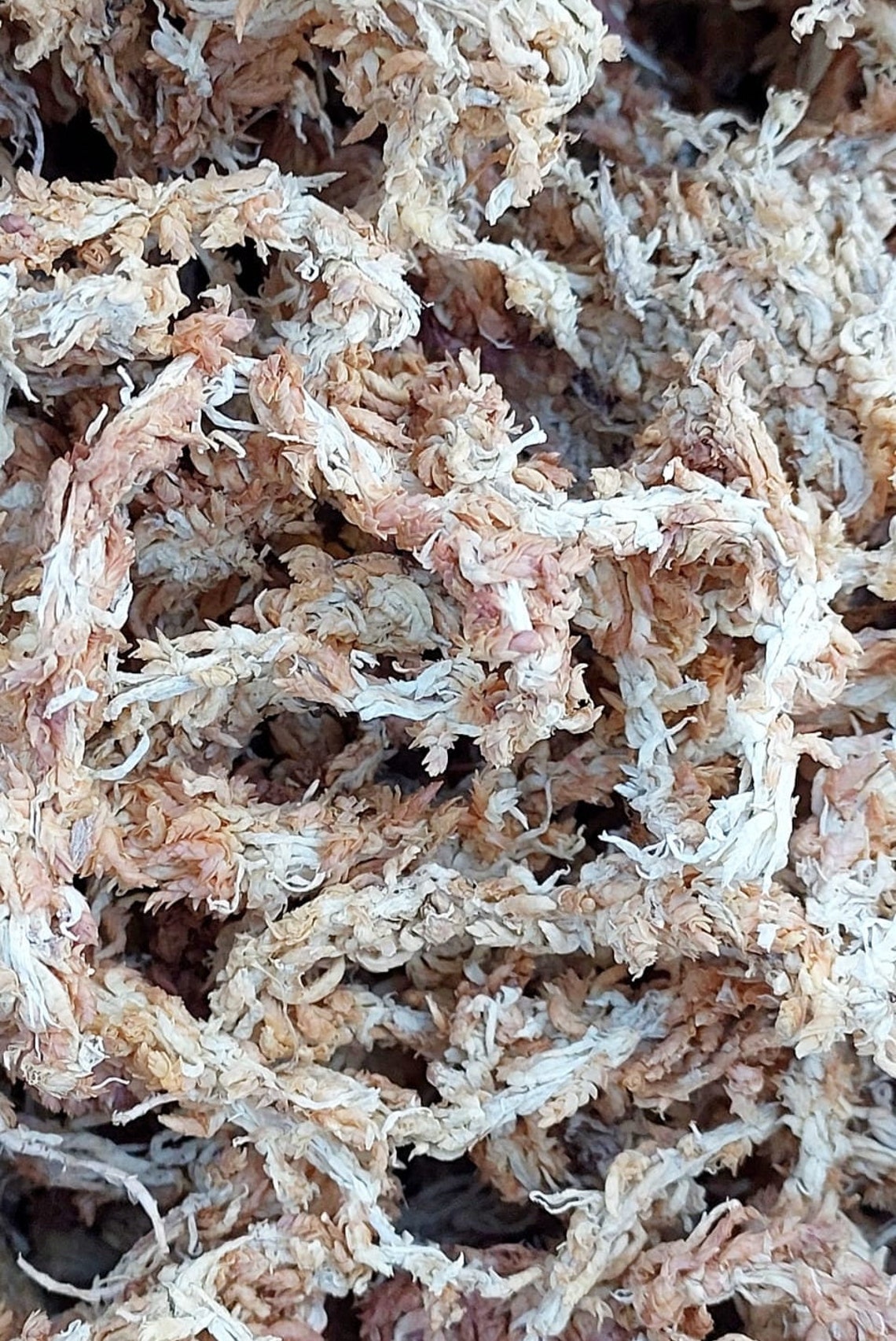 Muschio Di Sfagno - Sphagnum Moss - Etsy