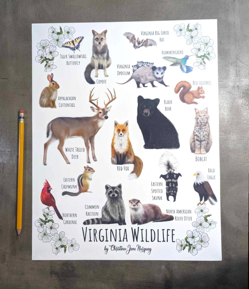 Virginia Wildlife Art Print | Land Mammals Field Guide Poster - Etsy
