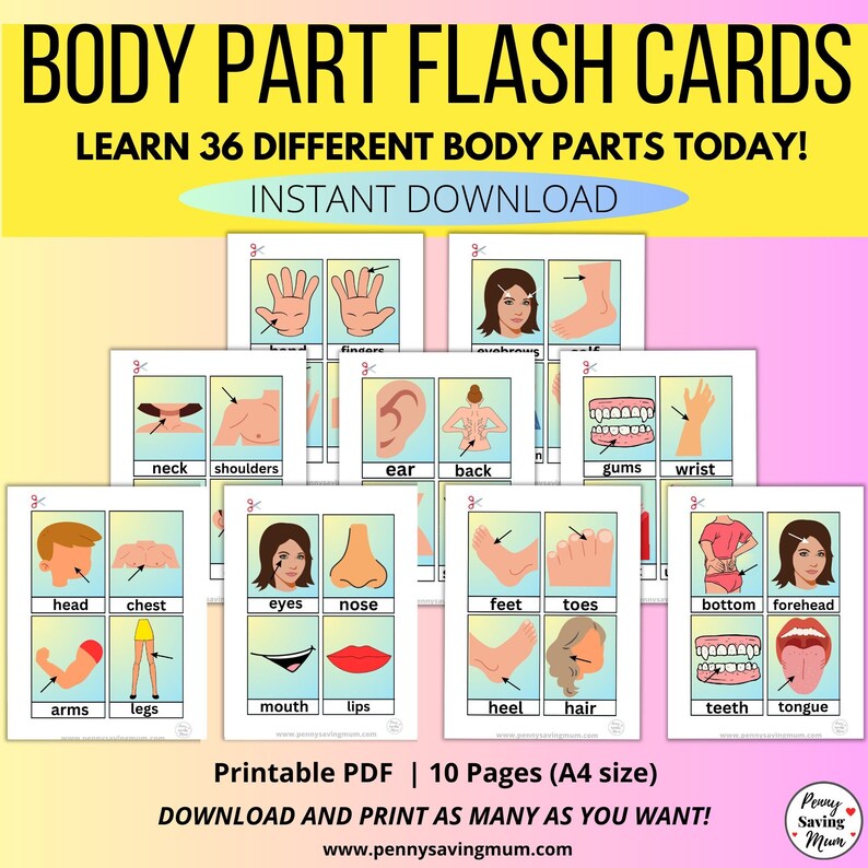 Learn Body Parts Flash Cards Body Parts Printable Preschool - Etsy