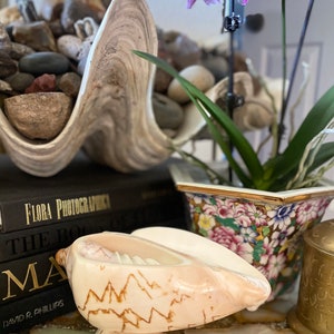 Handmade Natural Seashell Footed Bowl | Antique Seashell Dish | Real ...