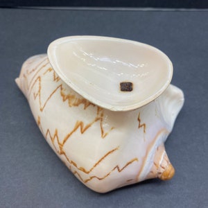 Handmade Natural Seashell Footed Bowl | Antique Seashell Dish | Real ...