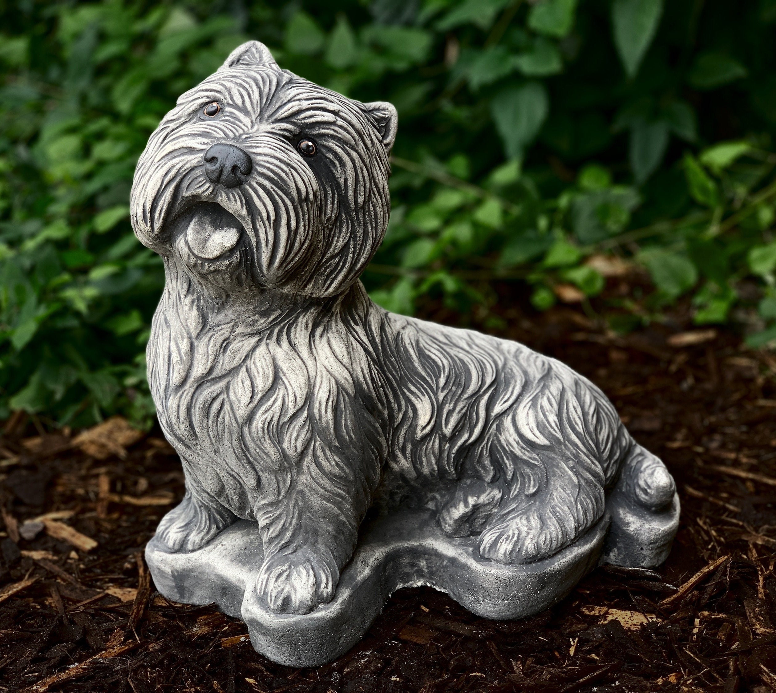 Yorkie Full Grown White