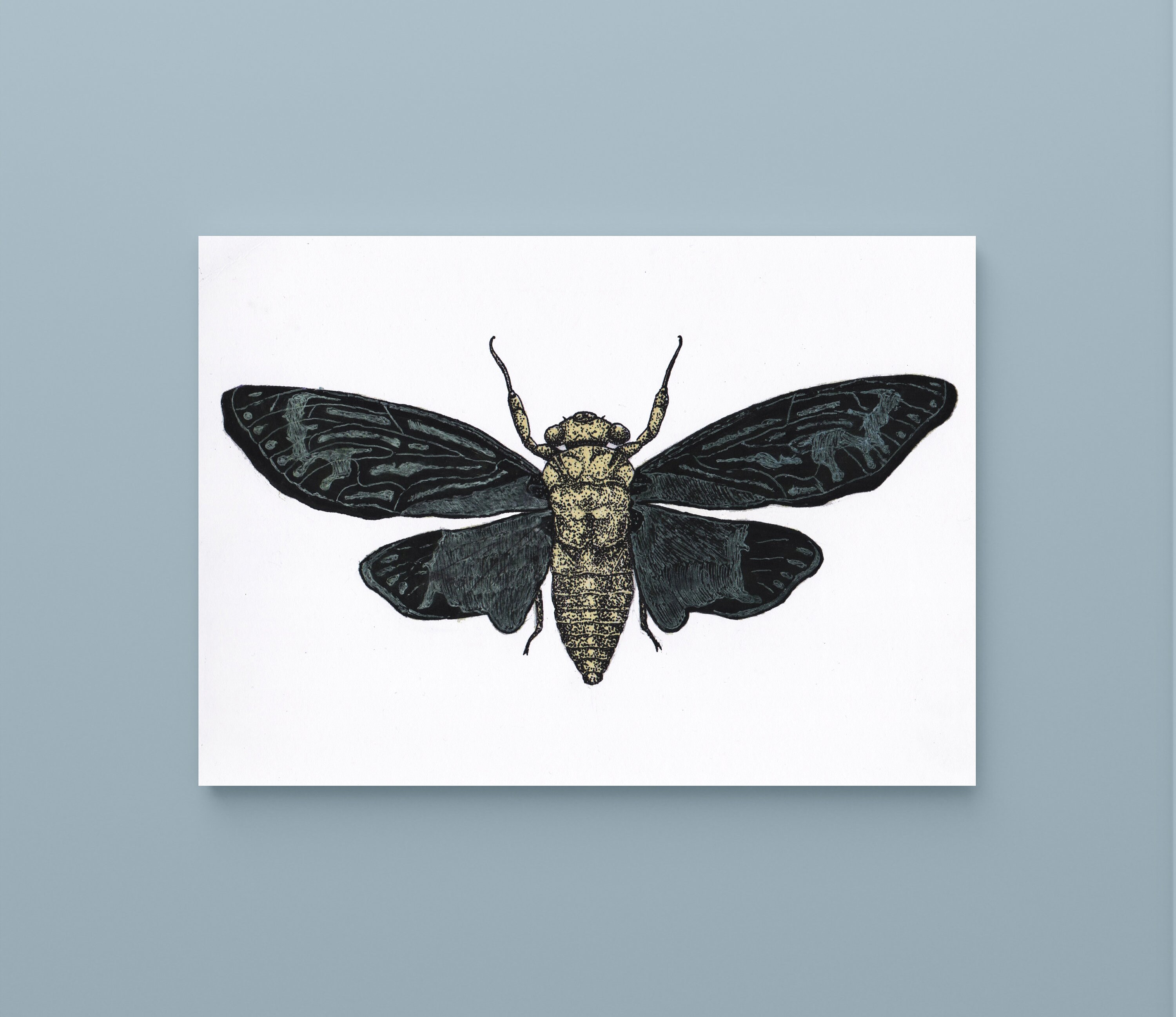 Cicada Drawing Digital Download Printable Wall Art - Etsy