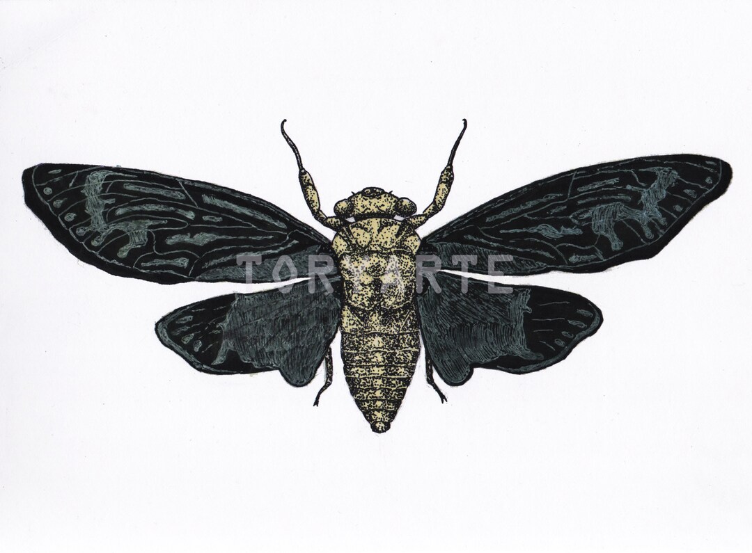 Cicada Drawing Digital Download Printable Wall Art - Etsy