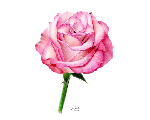 Realistic Pink Rose Drawing
