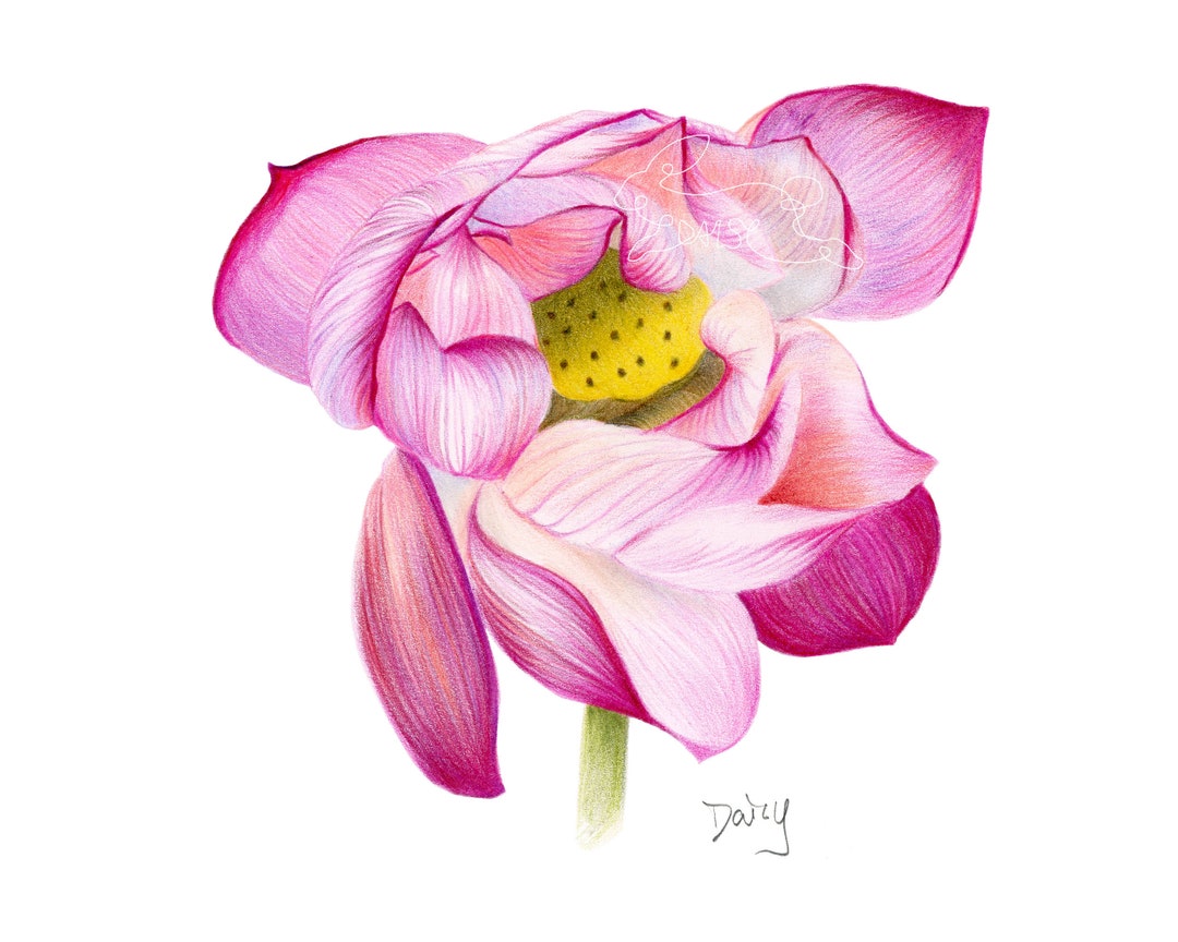 Print of Colored Pencil Drawing of Lotus, Realism - Etsy