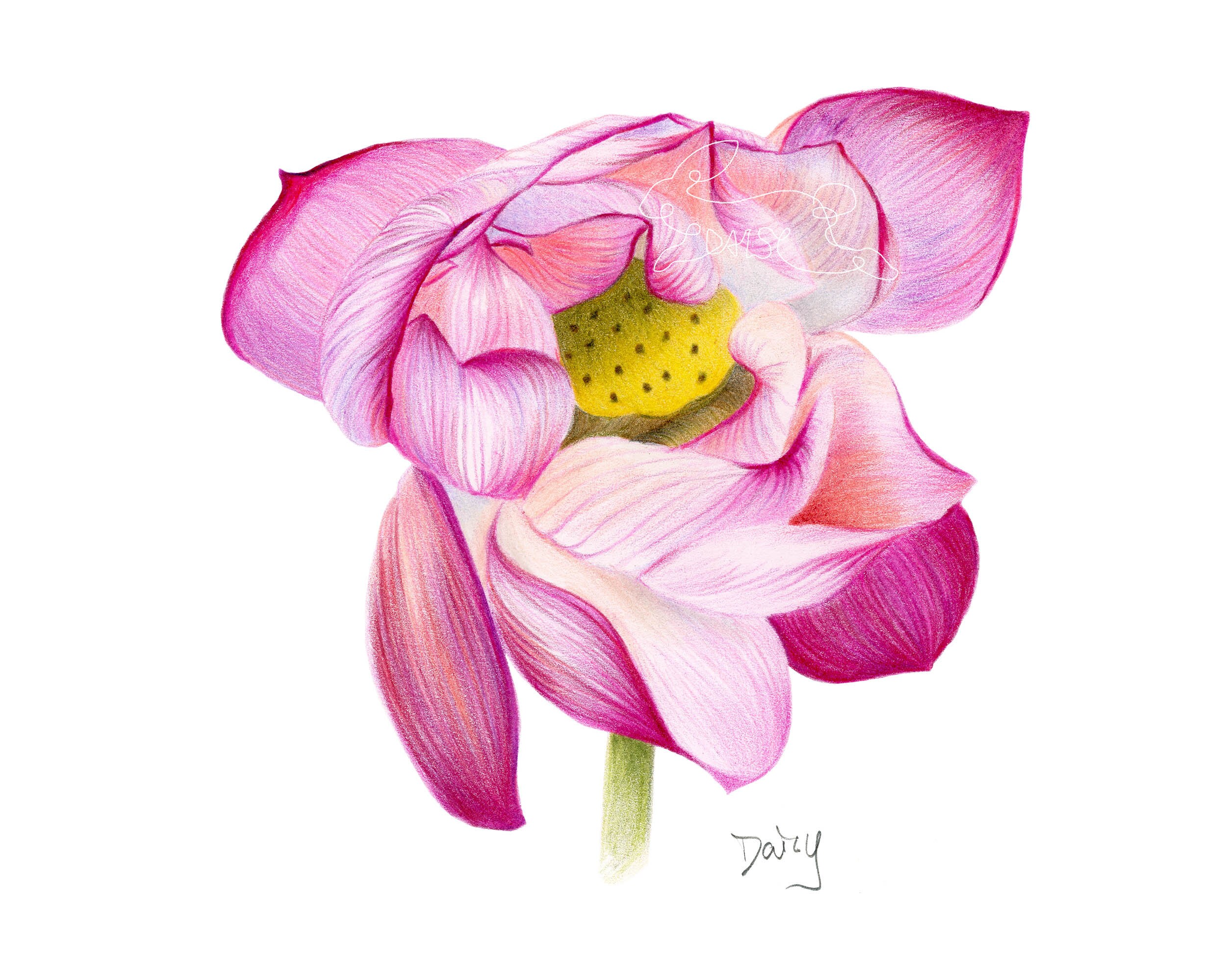 Print of Colored Pencil Drawing of Lotus, Realism - Etsy