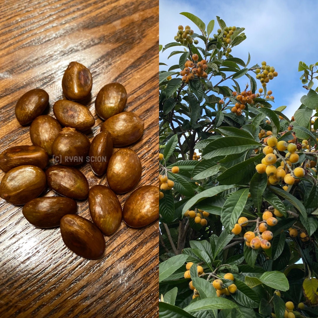 Loquat Seeds for Rootstock 10 Seeds/pack - Etsy