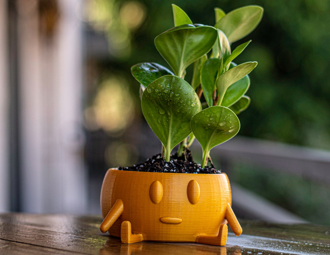 Derp Pot: A Fun Planter Pot! Great for Succulents, Flowers and Small ...