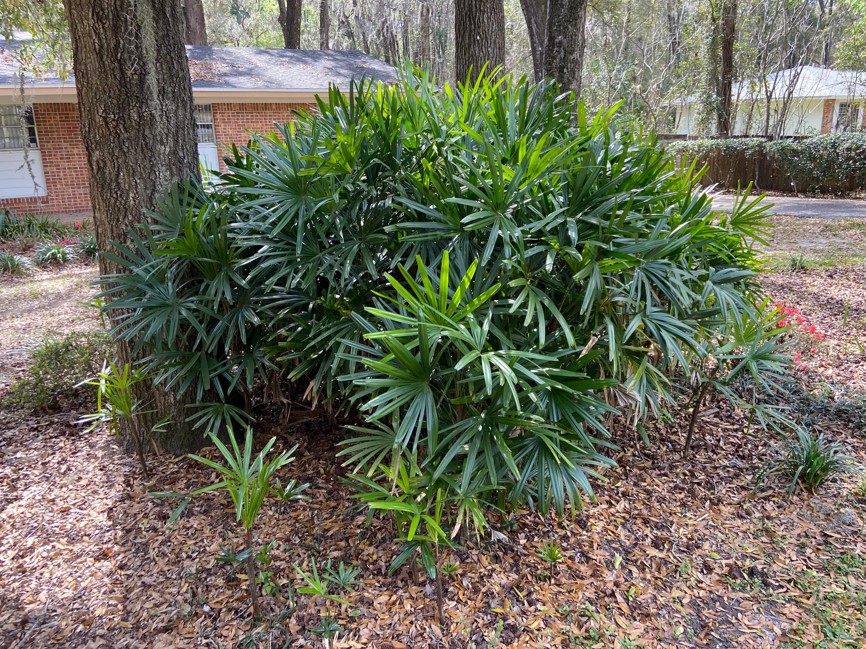 Rhapis Excelsa Seeds. Lady Palm. Cold-hardy! - Etsy