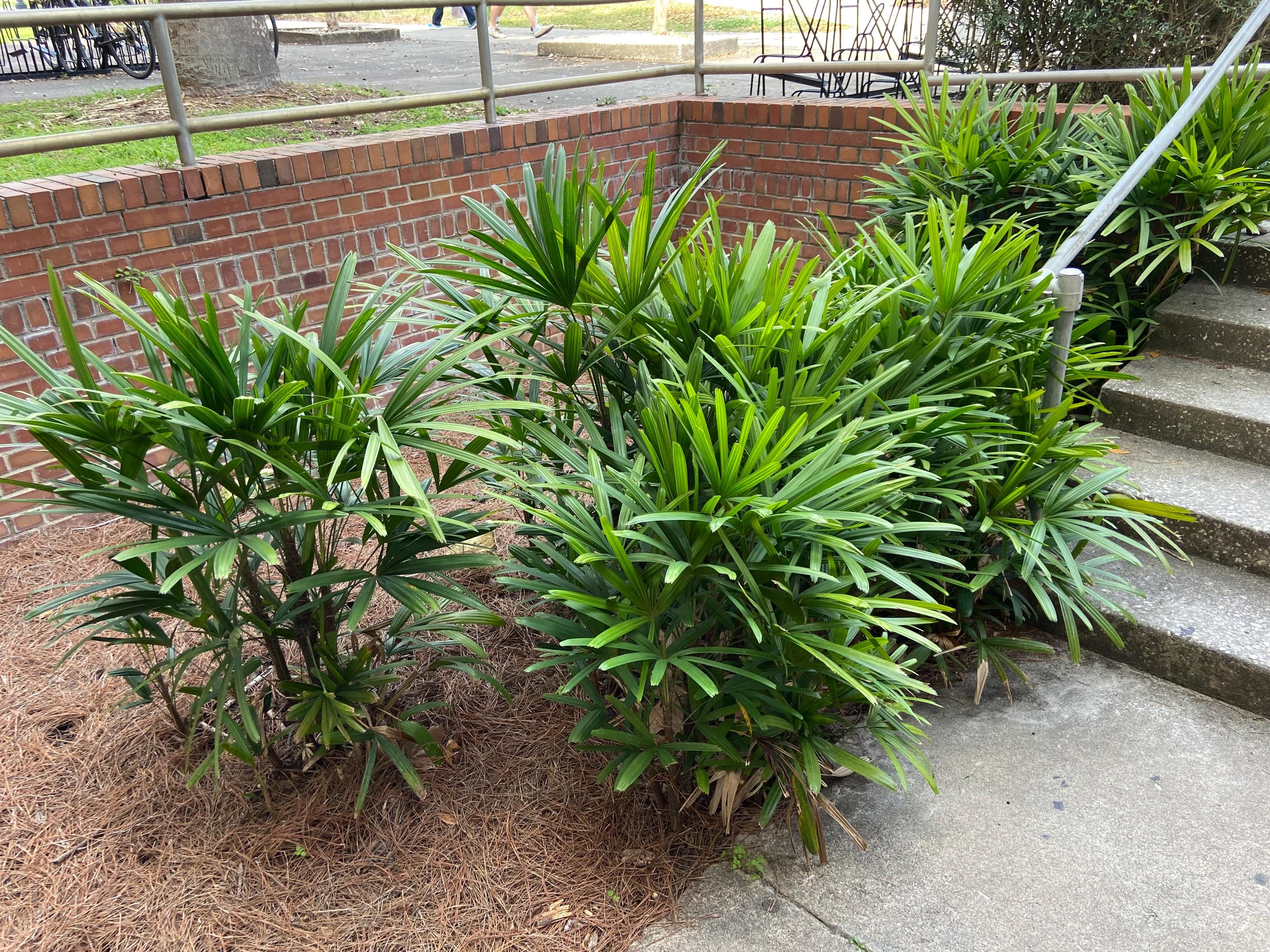 Rhapis Excelsa Seeds. Lady Palm. Cold-hardy! - Etsy